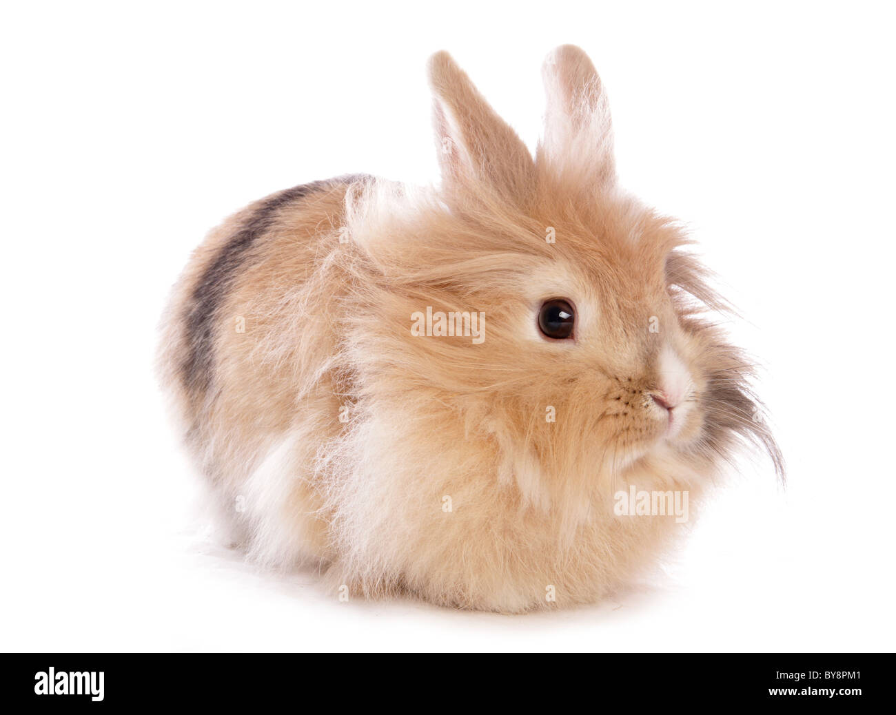 Domestic Cut Out Stock Images & Pictures - Alamy