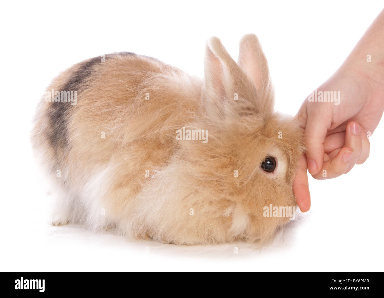 Domestic rabbit Owner stroking single adult female Studio, UK Stock ...