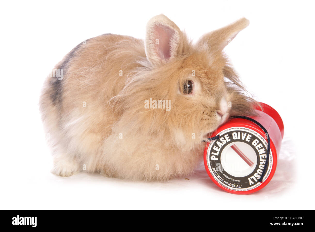 Domestic collection hi-res stock photography and images - Alamy