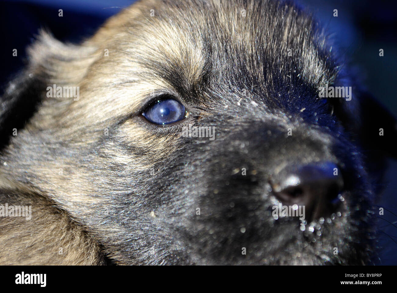 Curious puppy dog Stock Photo - Alamy