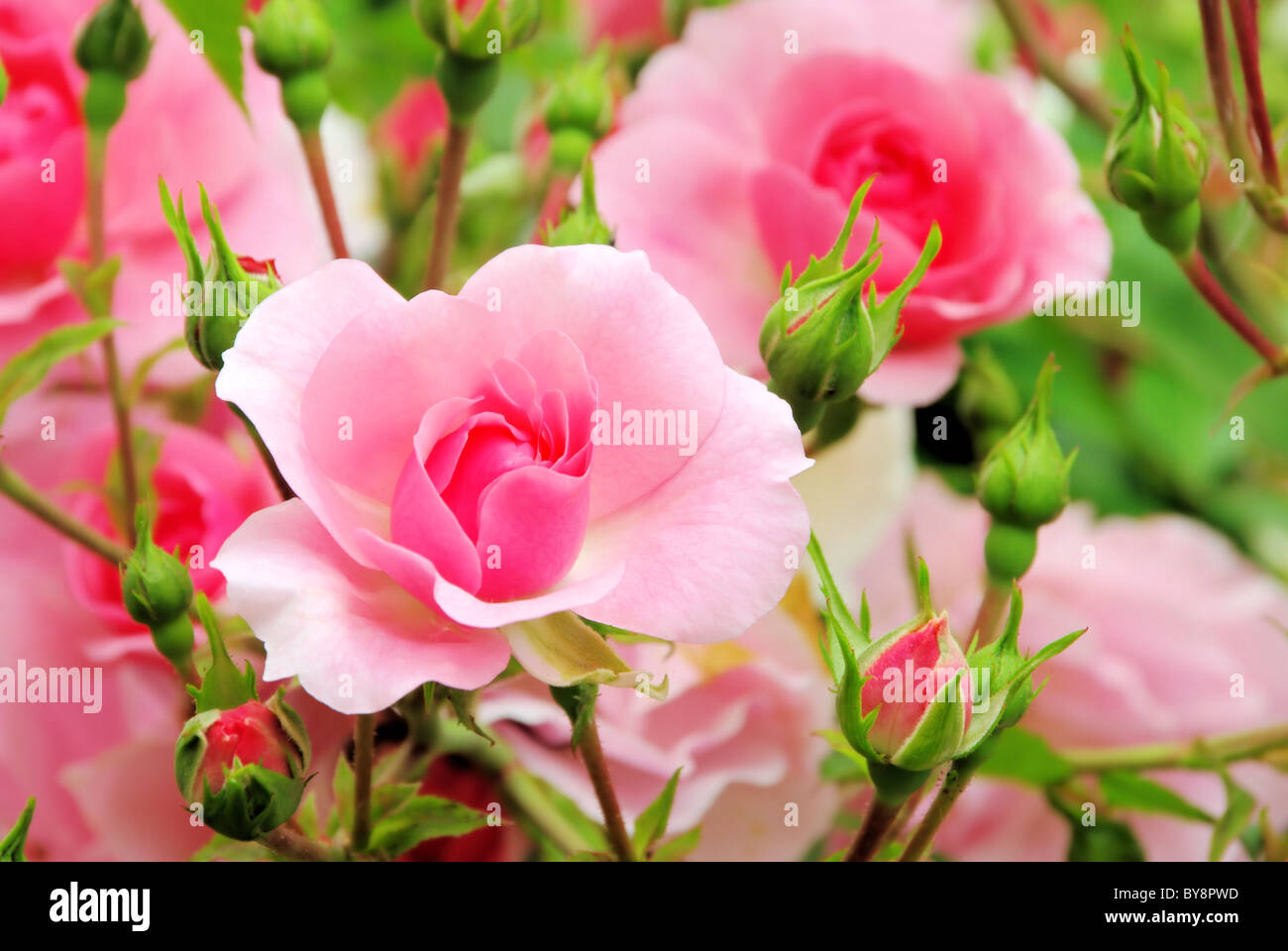 Pink rambler rose hi-res stock photography and images - Alamy