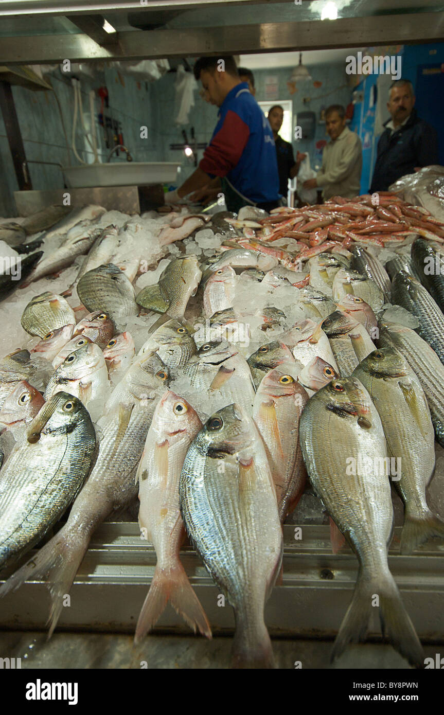 Mullet species hi-res stock photography and images - Alamy