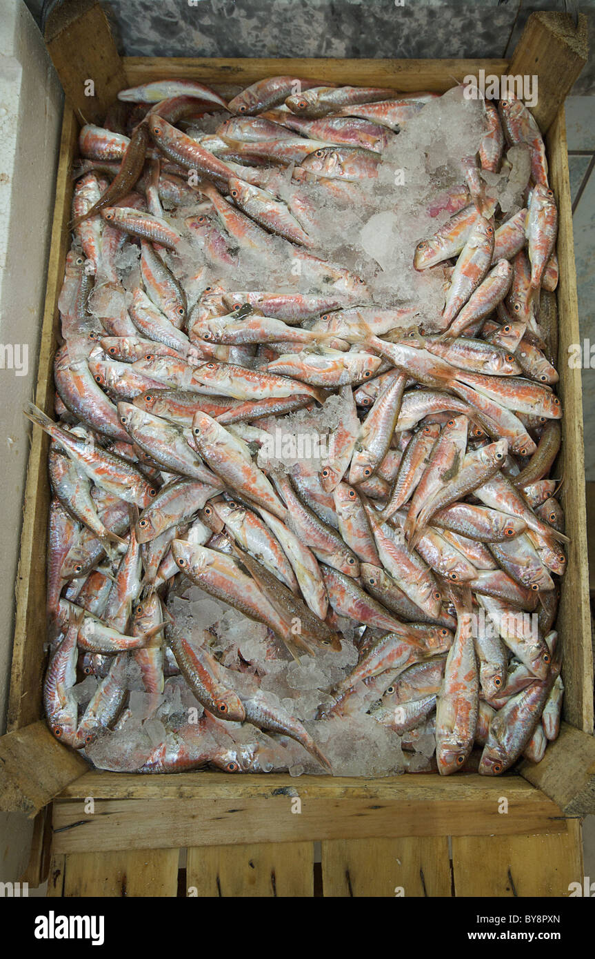 Striped red mullet mullus surmuletus hi-res stock photography and ...