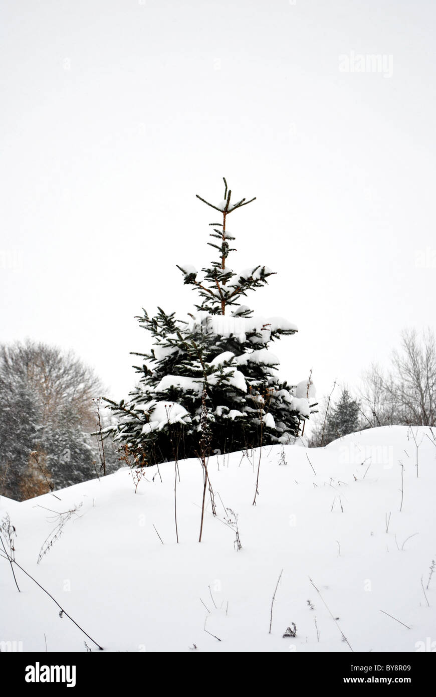 larch and pine trees in winter with snow Stock Photo - Alamy
