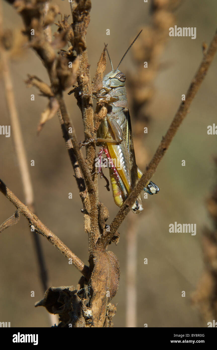Grasshopper armor hi-res stock photography and images - Alamy