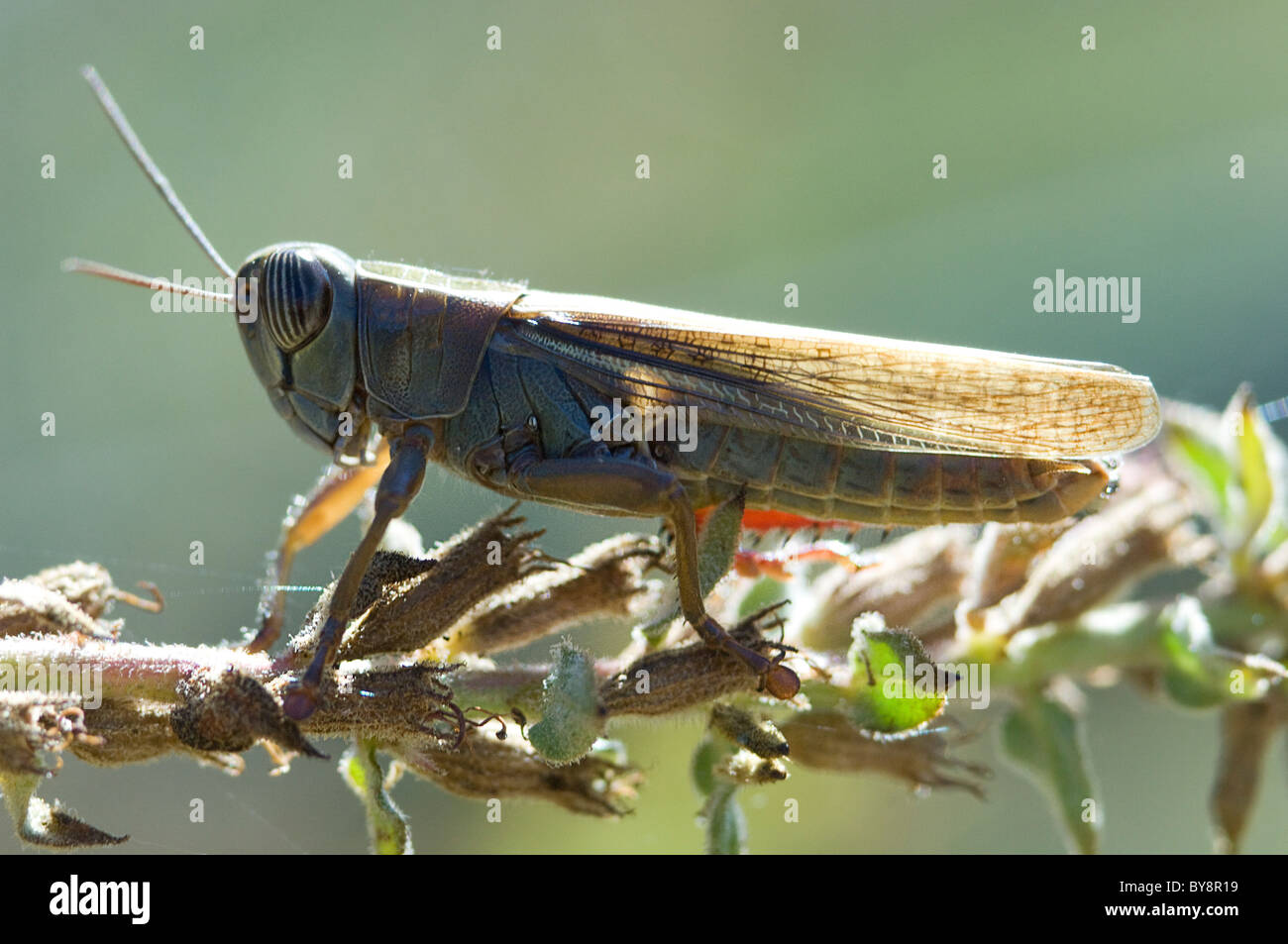 Grasshopper possibly Egyptian grasshopper (Anacridium aegyptium Stock ...