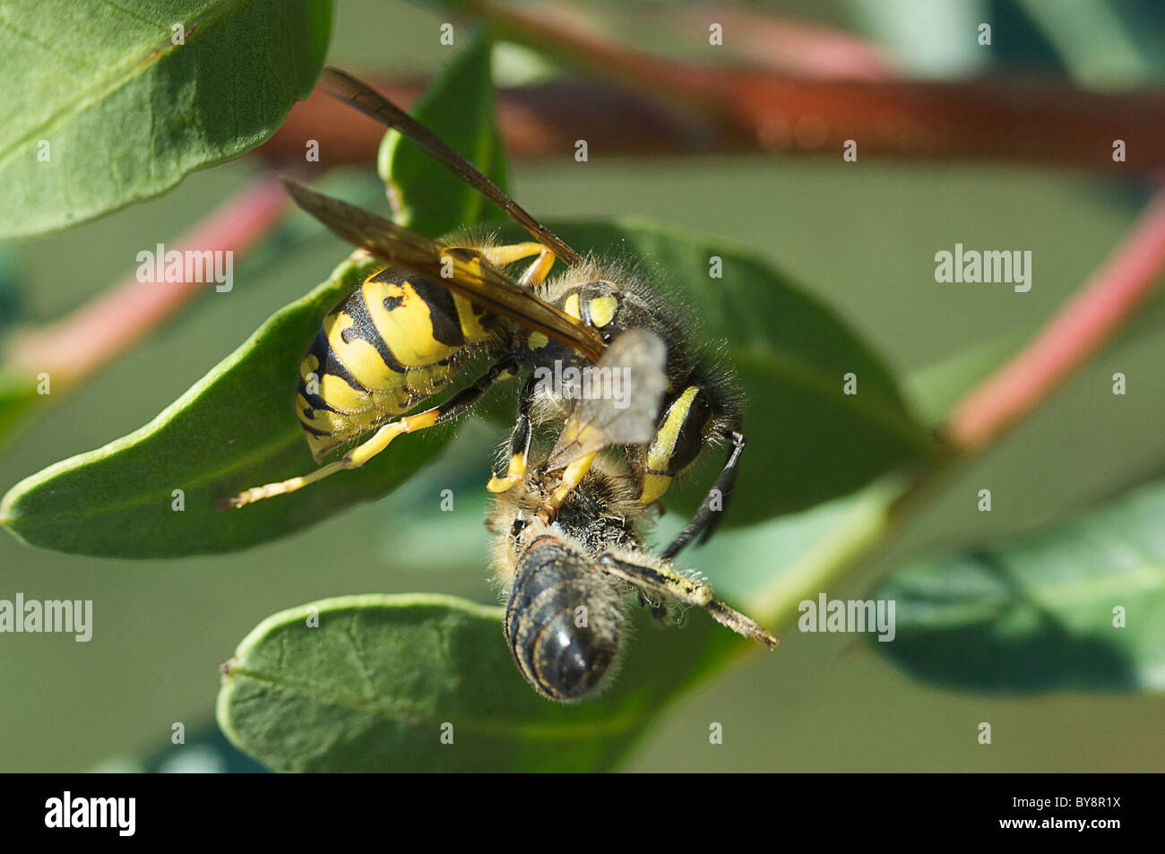 Wasp with honey bee prey Stock Photo - Alamy