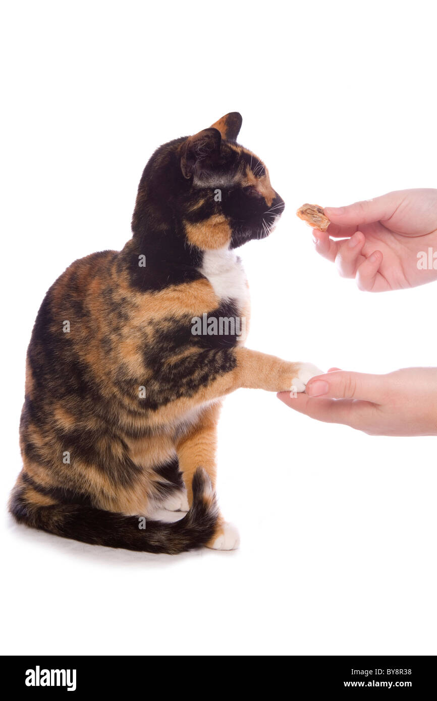 Food as a treat Cut Out Stock Images & Pictures - Alamy