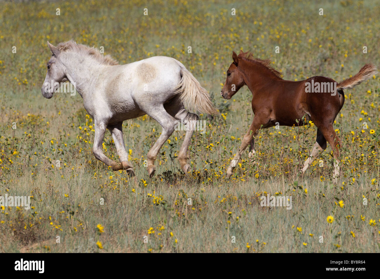 Two mustangs hi-res stock photography and images - Alamy