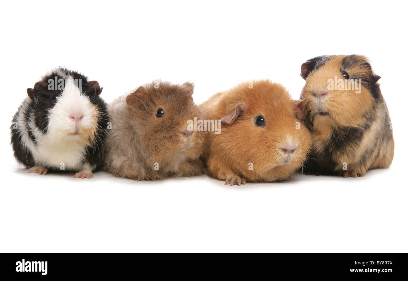 Domestic Guinea Pig Cavia porcellus Group portrait of adults Studio, UK ...