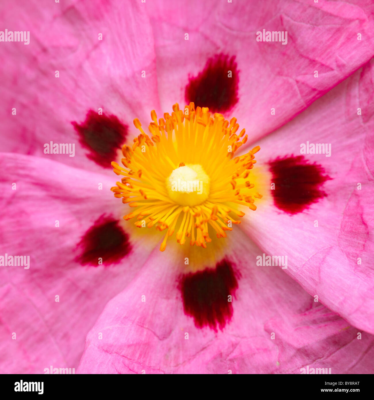Close up of the flower of Cistus Silver Pink, sun rose Stock Photo - Alamy