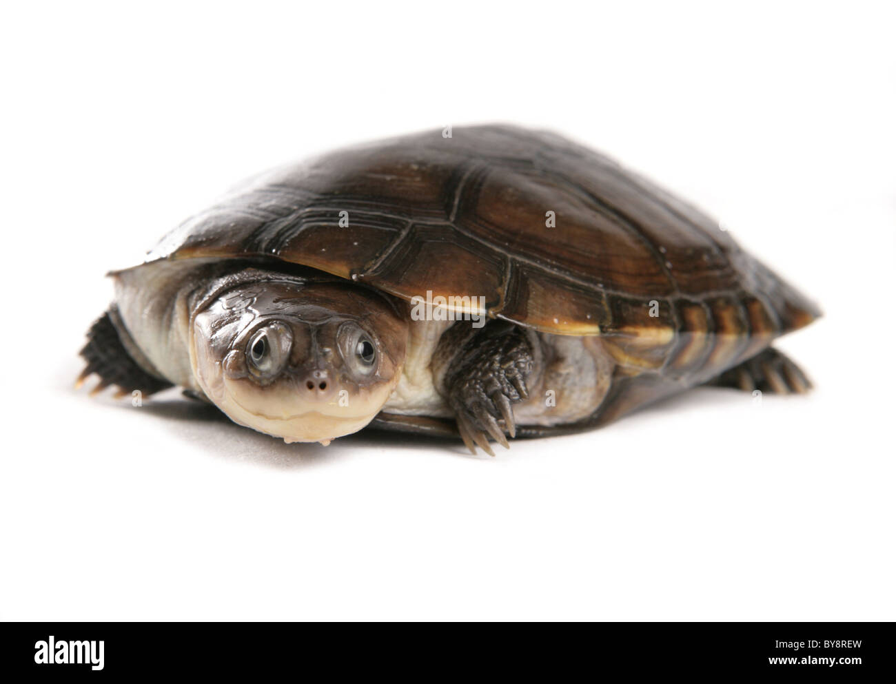 African helmeted turtle Pelomedusa subrufa Portrait of young male ...