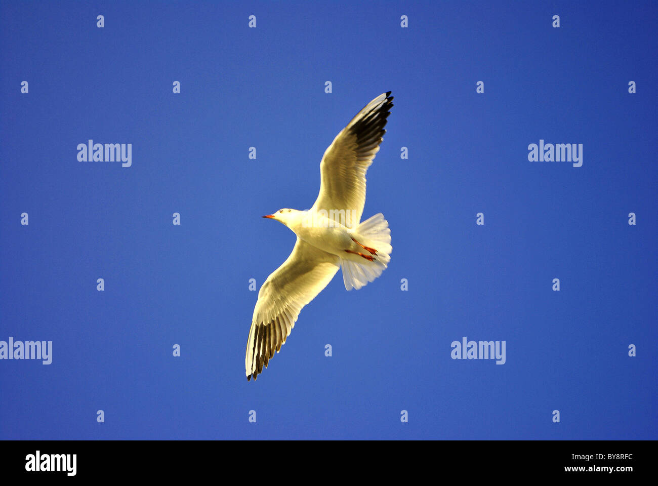 Dynamic soaring sea bird hi-res stock photography and images - Alamy