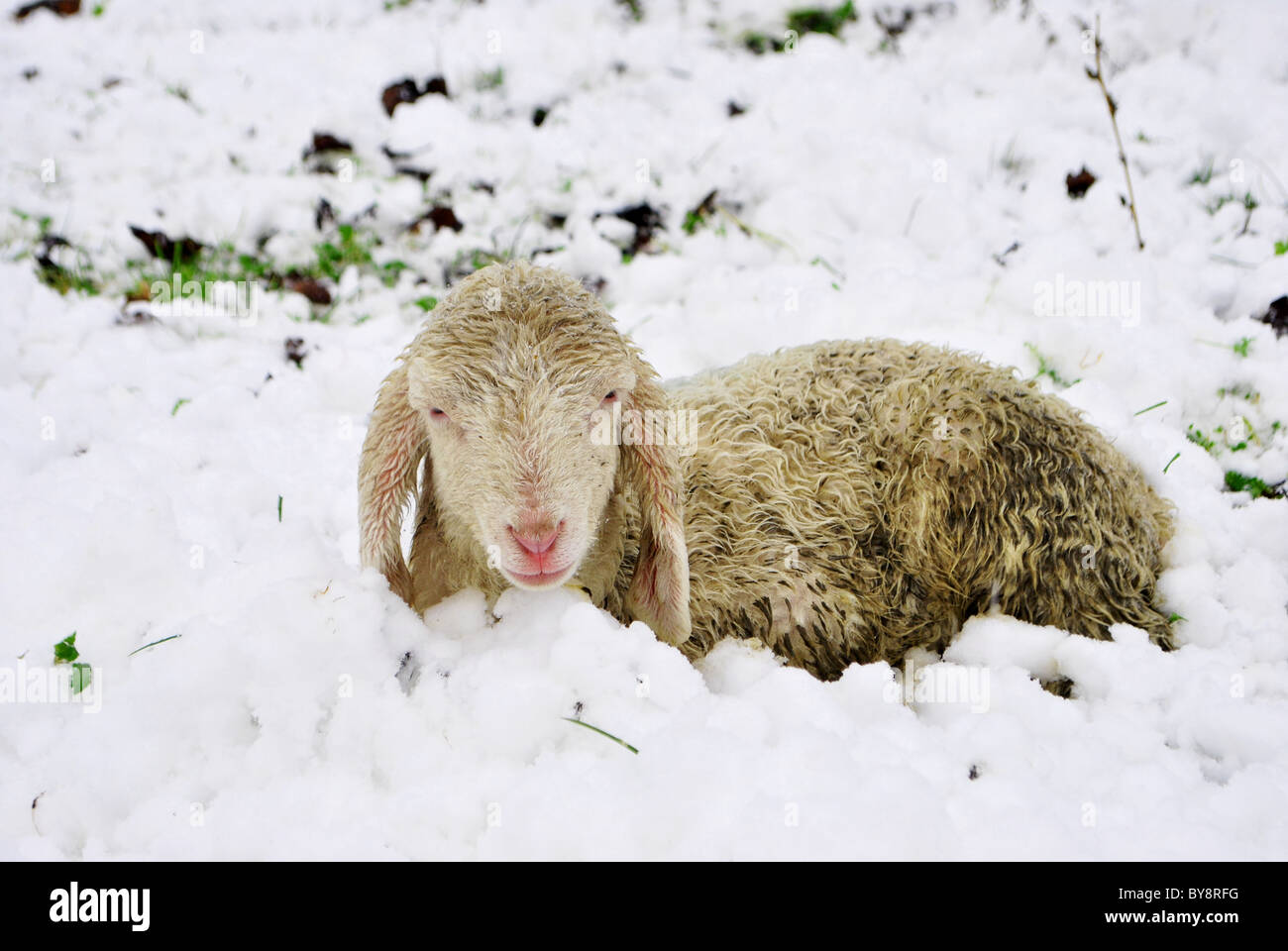 sheep in the cold winter in the snow Stock Photo - Alamy