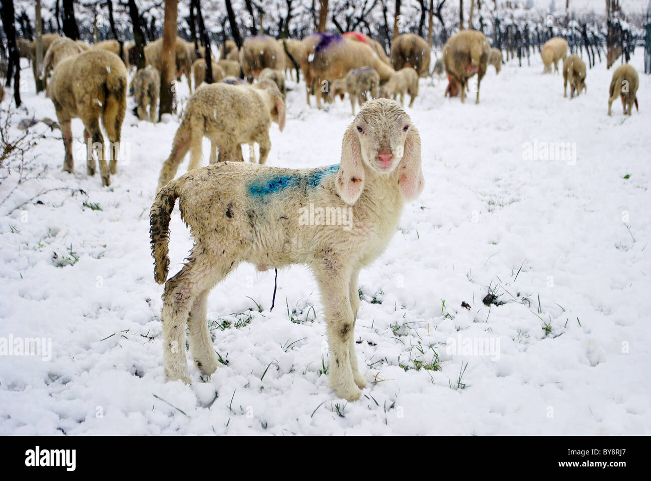 sheep in the cold winter in the snow Stock Photo - Alamy