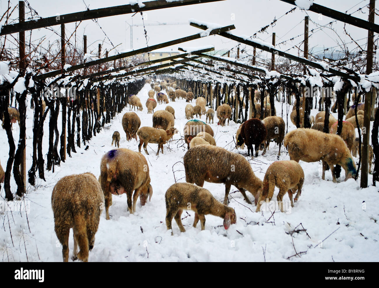 sheep in the cold winter in the snow Stock Photo - Alamy