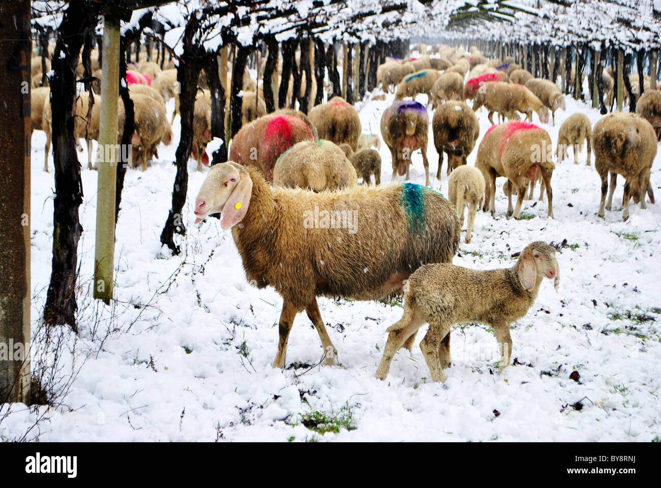 sheep in the countryside the snow-covered Stock Photo - Alamy