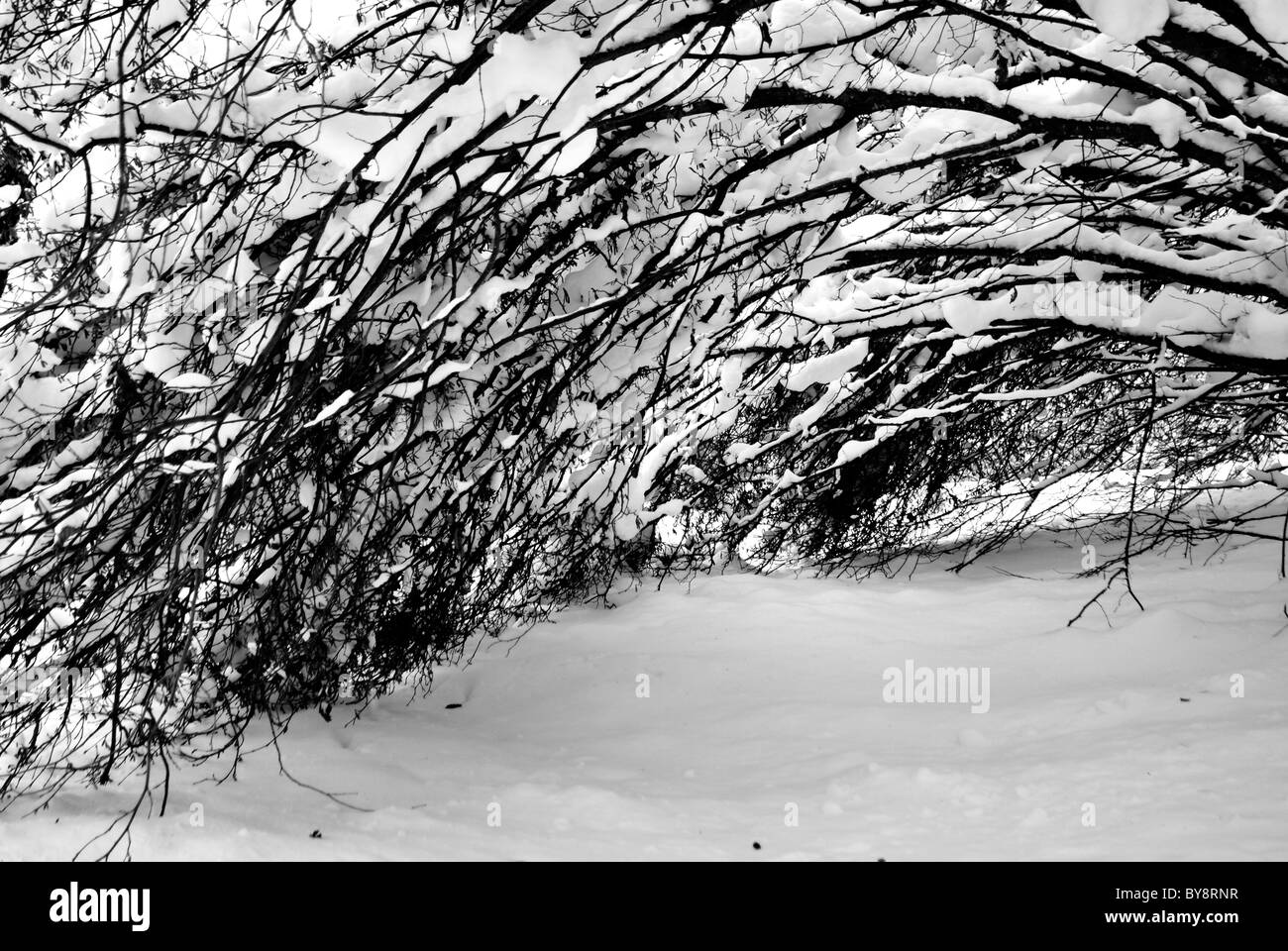 Snow covered spruce beautiful Black and White Stock Photos & Images - Alamy