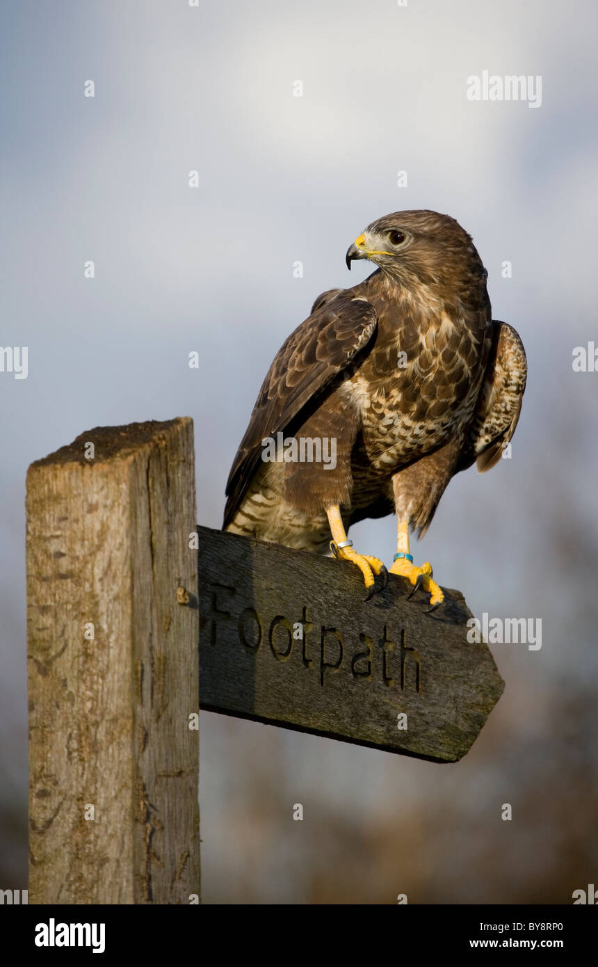 Common Buzzard Buteo buteo Portrait of single adult male perching on ...