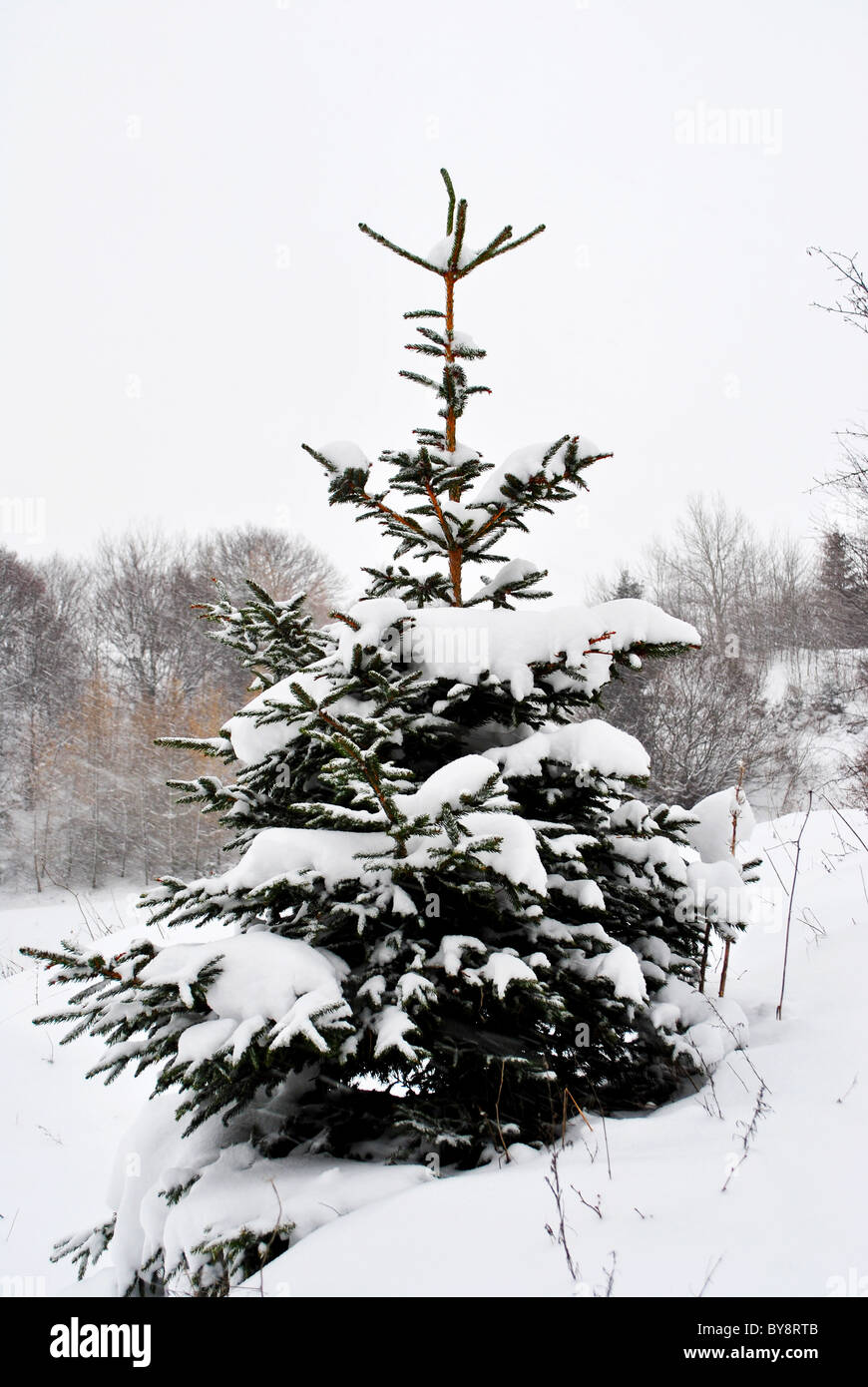 larch and pine trees in winter with snow Stock Photo - Alamy
