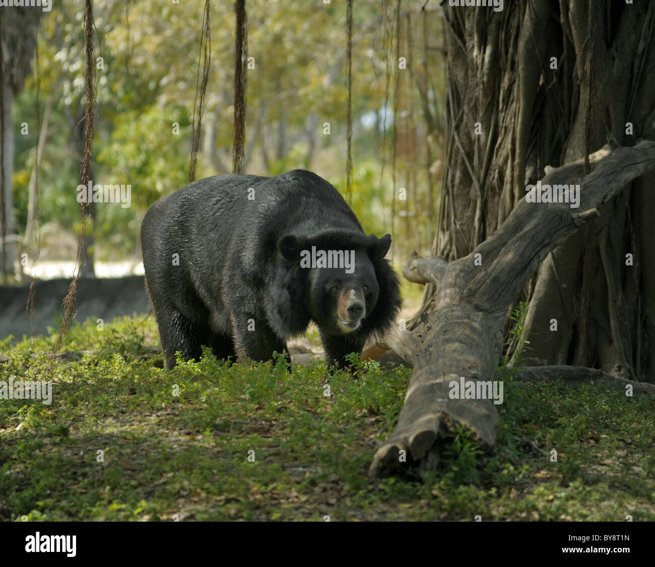 An Asian black bear at the Miami MetroZoo in Miami, Florida Stock Photo ...