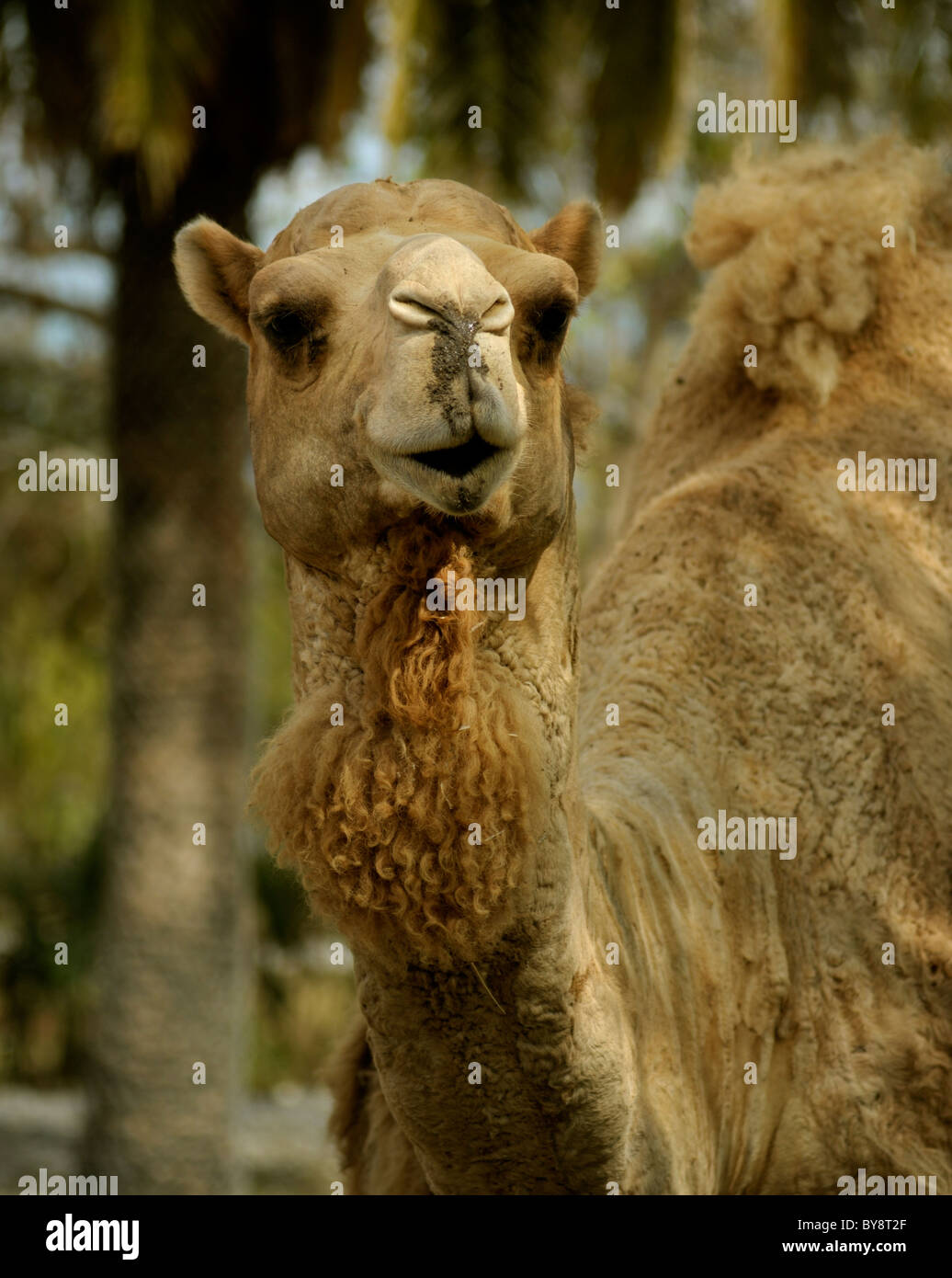 A Camel with mud on his nose, Miami MetroZoo, Miami, Florida, US Stock ...