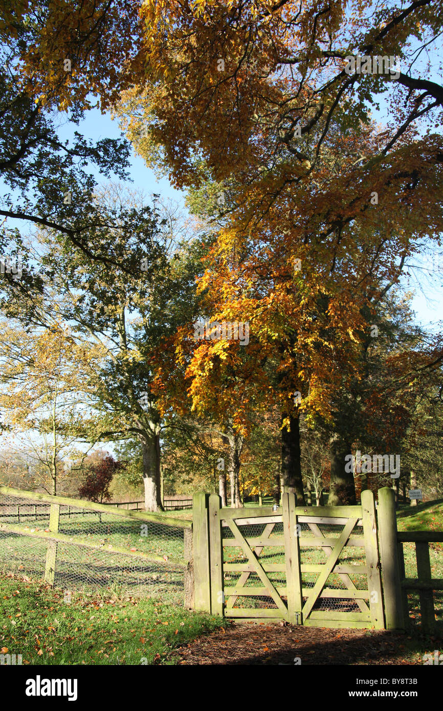 Rode Hall Country House and Gardens. Autumnal view of the woodland walk ...