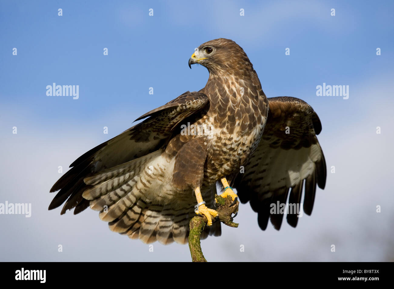 Captive buteo buteo buzzard common buzzard hi-res stock photography and ...