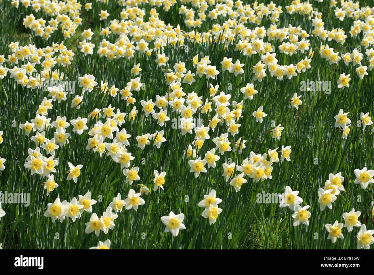 Field of daffodils Stock Photo - Alamy