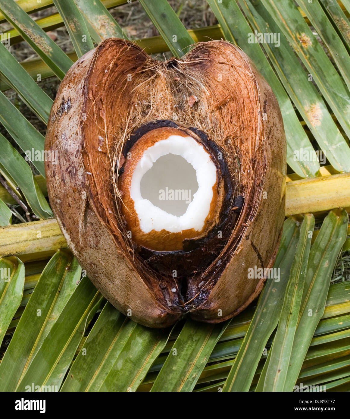 Cut Fresh Coconut Stock Photo - Alamy