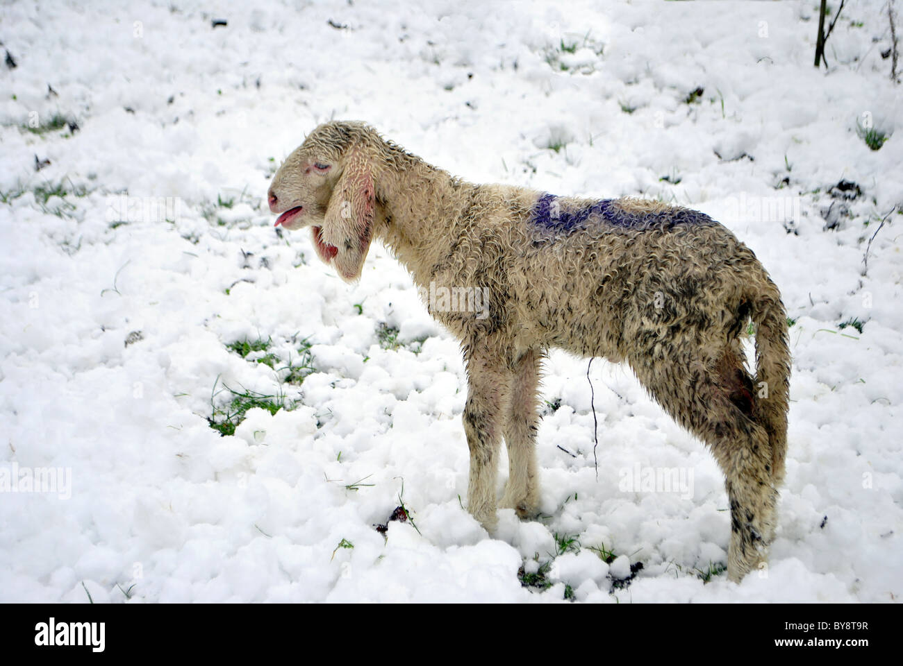 Sheep eating in snowy field hi-res stock photography and images - Alamy