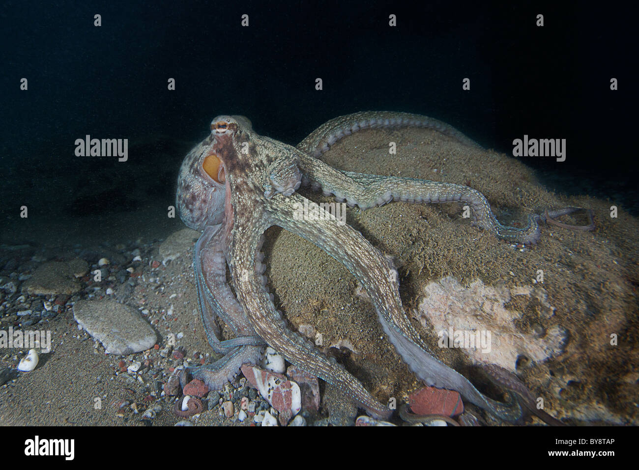 Common octopus (Octopus vulgaris) with 1 leg missing one a rock in ...