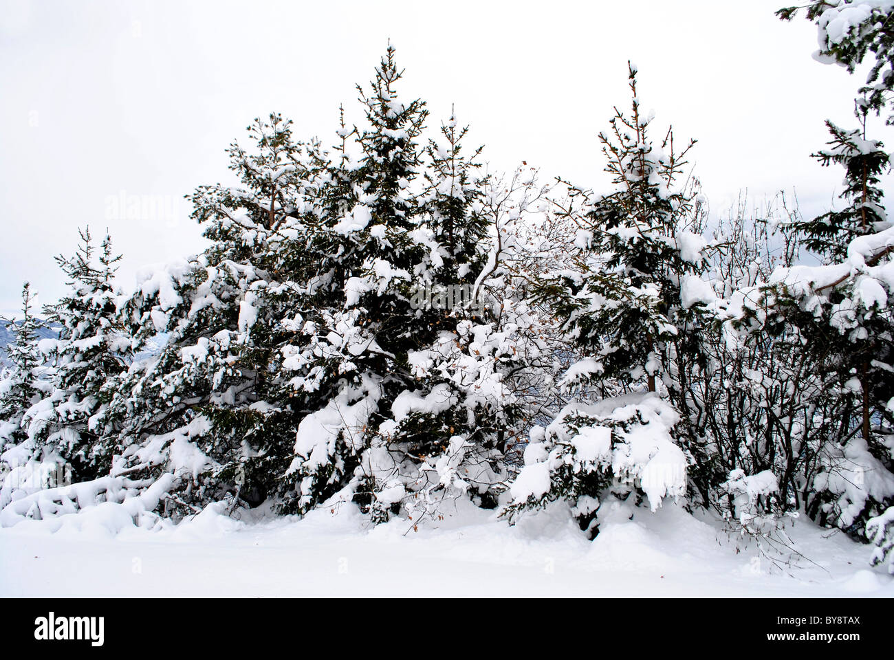 trees in a snow storm Stock Photo - Alamy
