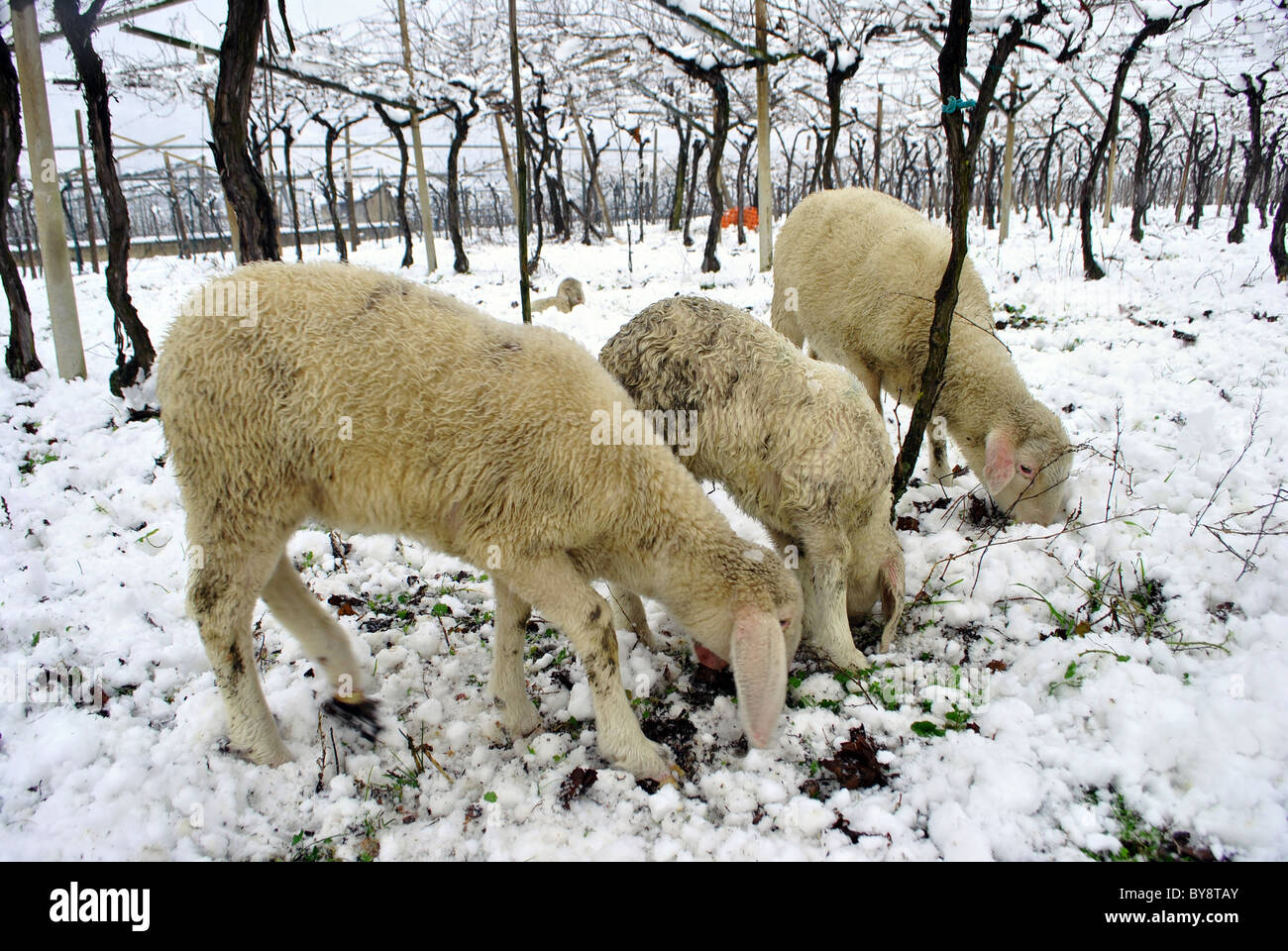 Sheep in the snow. Vineyard snow Stock Photo - Alamy