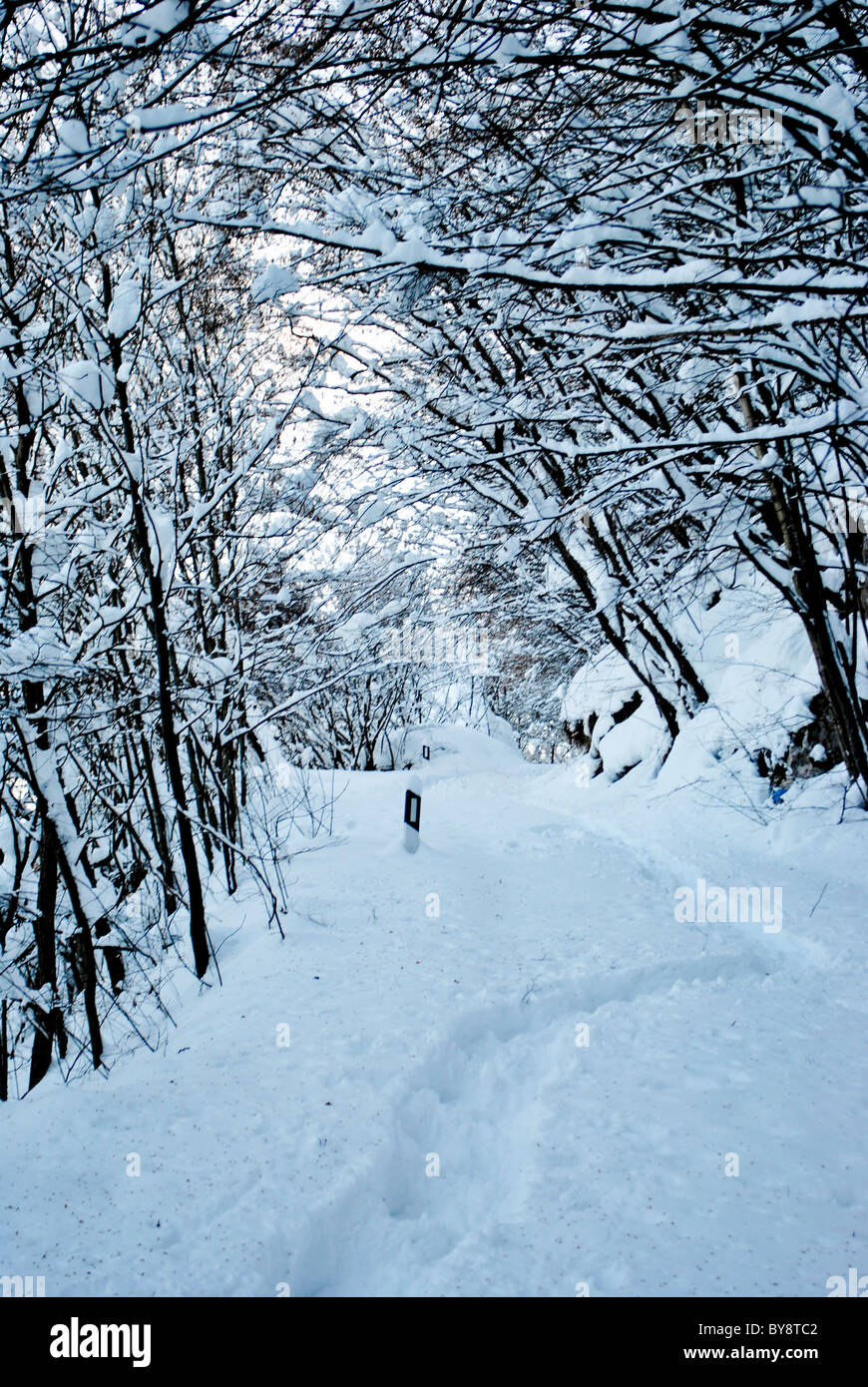 winter landscape with snow-blanketed forest Stock Photo - Alamy