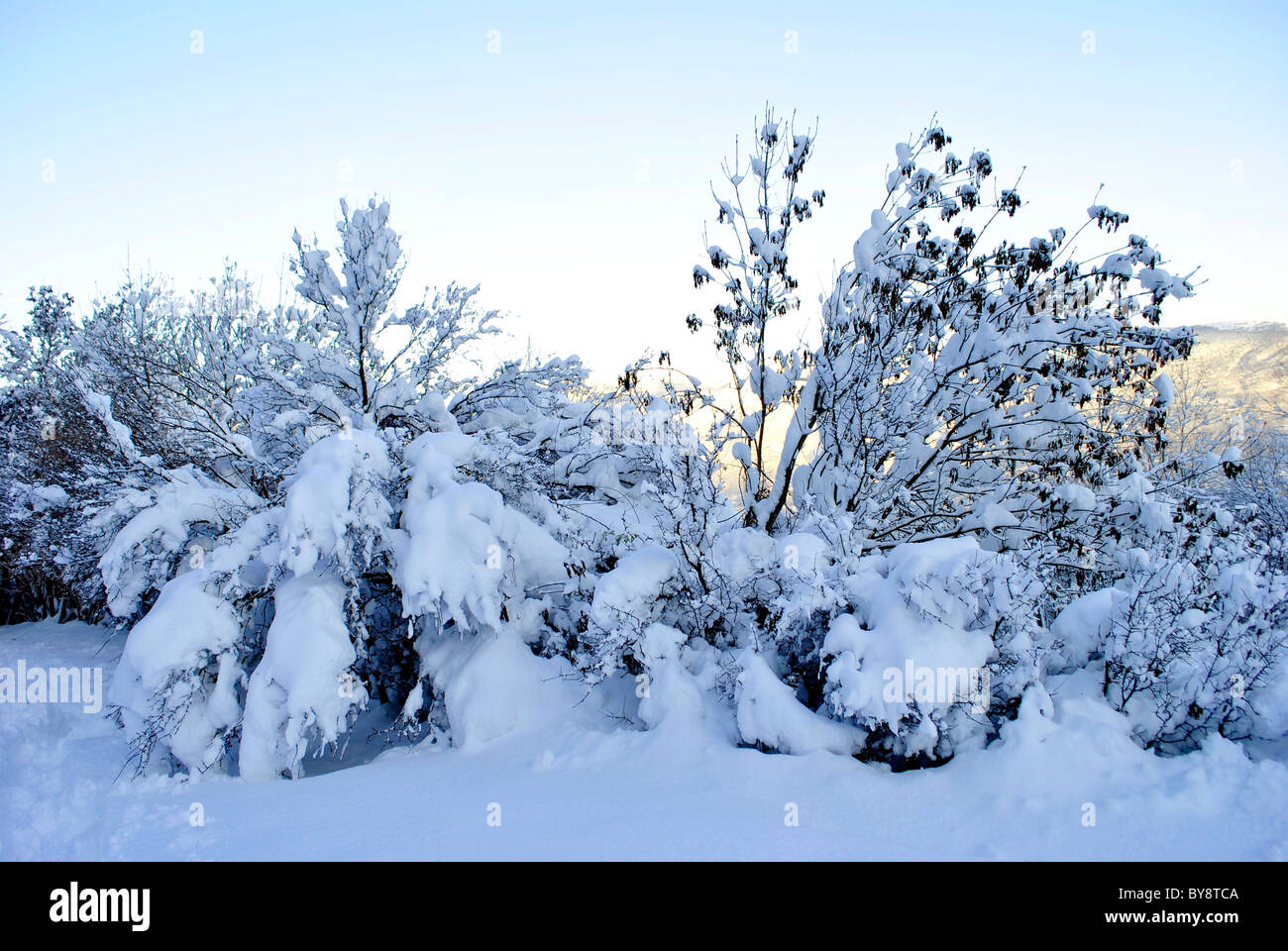 winter landscape with snow-blanketed forest Stock Photo - Alamy