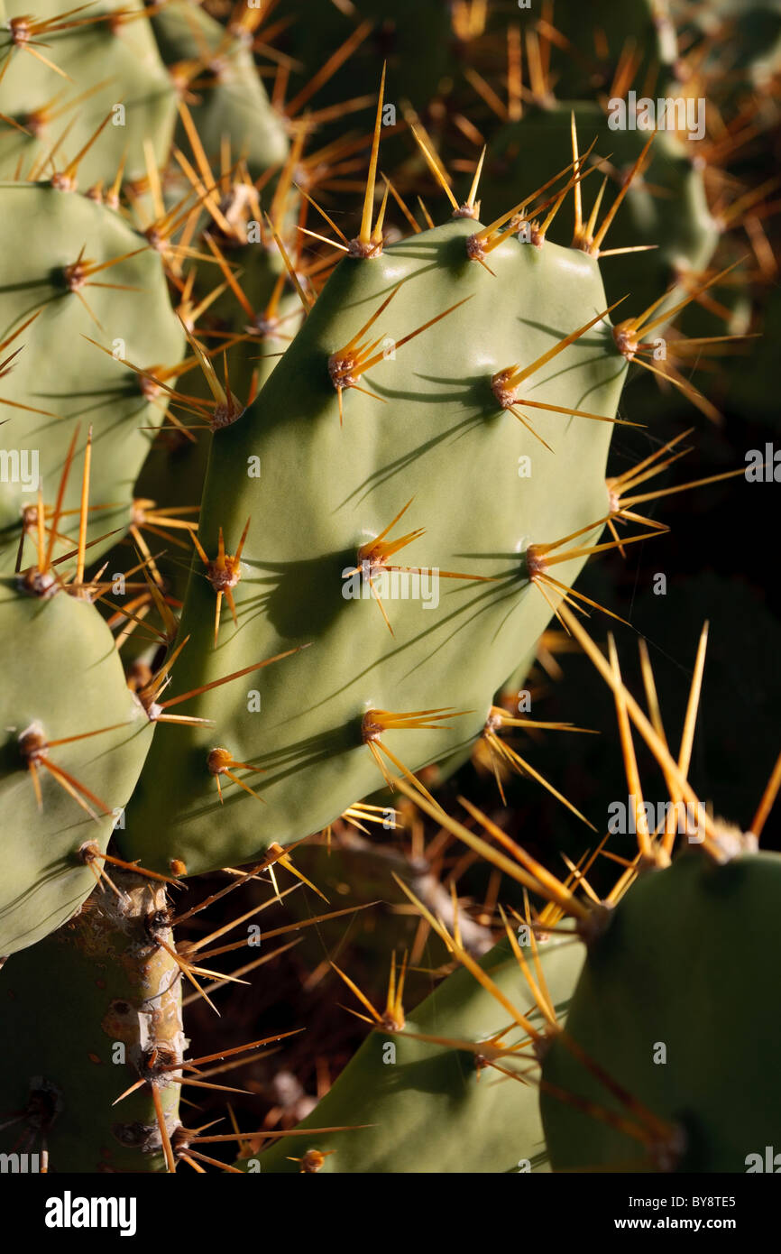 Spines of a cactus Stock Photo - Alamy