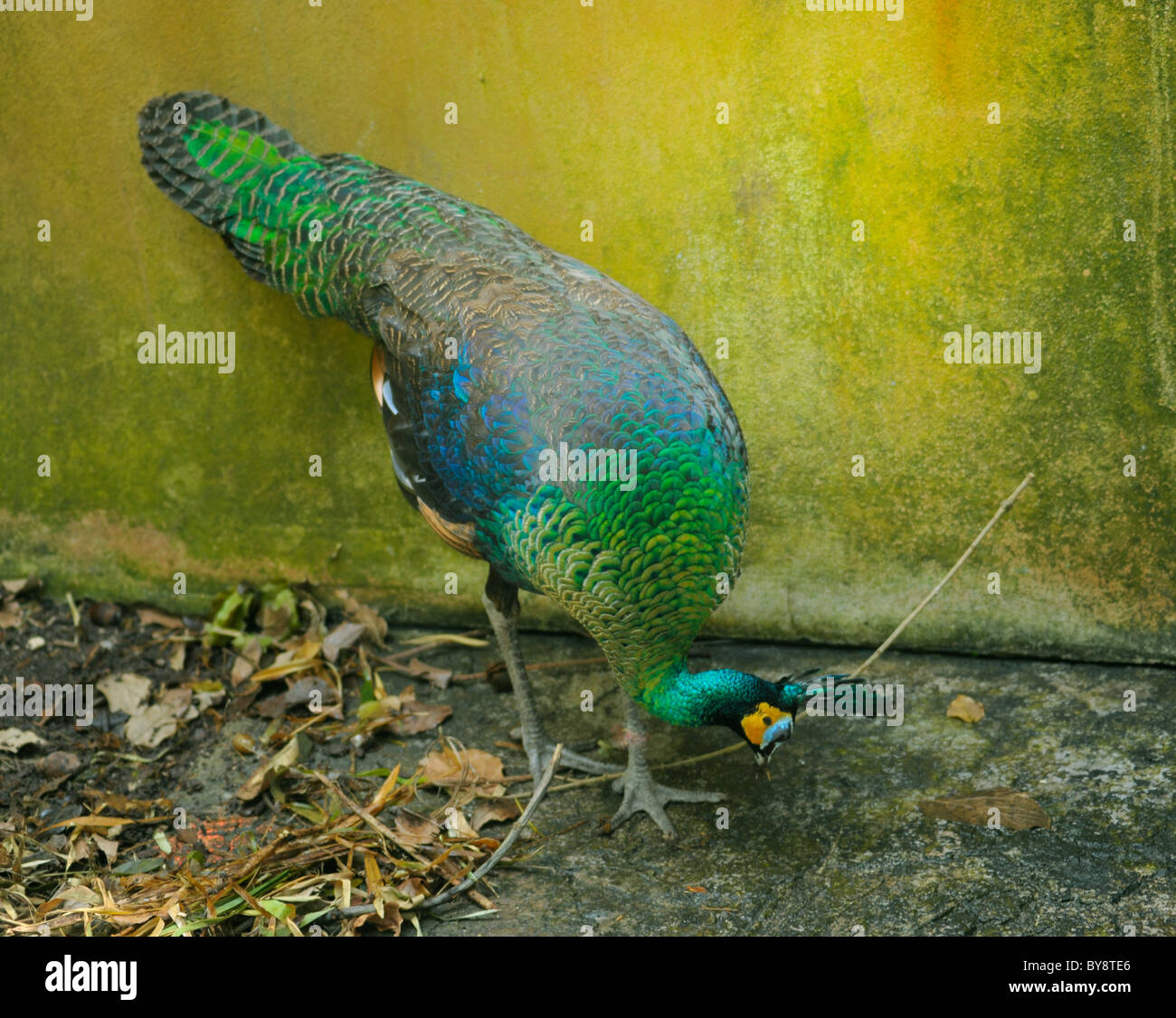 A young peacock pecks the ground at the Miami MetroZoo in Florida Stock ...