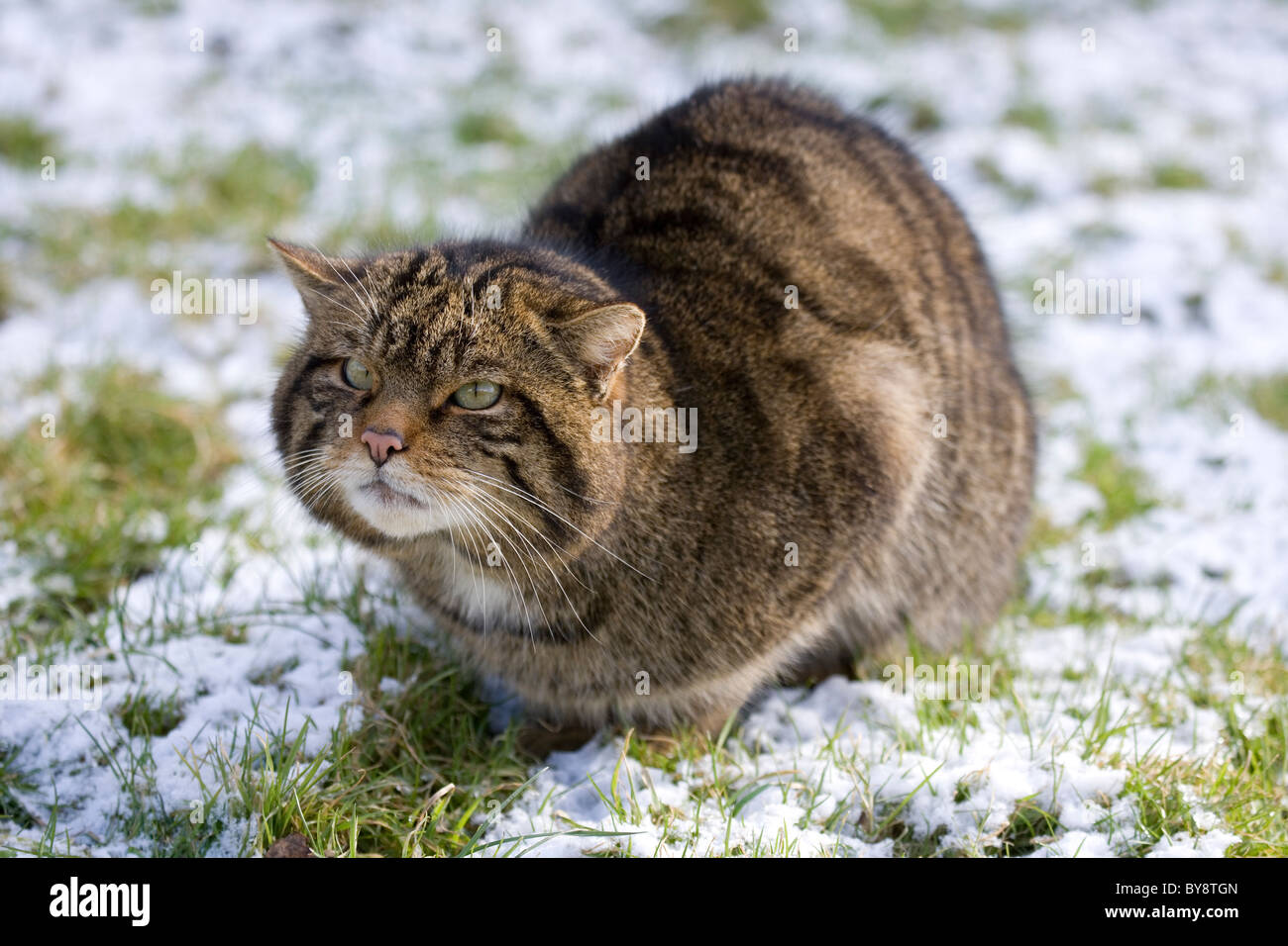 Scottish Wildcat Felis sylvestris Portrait of single adult in snow UK ...