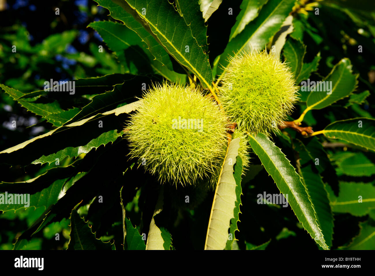 chestnut tree in autumn with blue sky background Stock Photo - Alamy