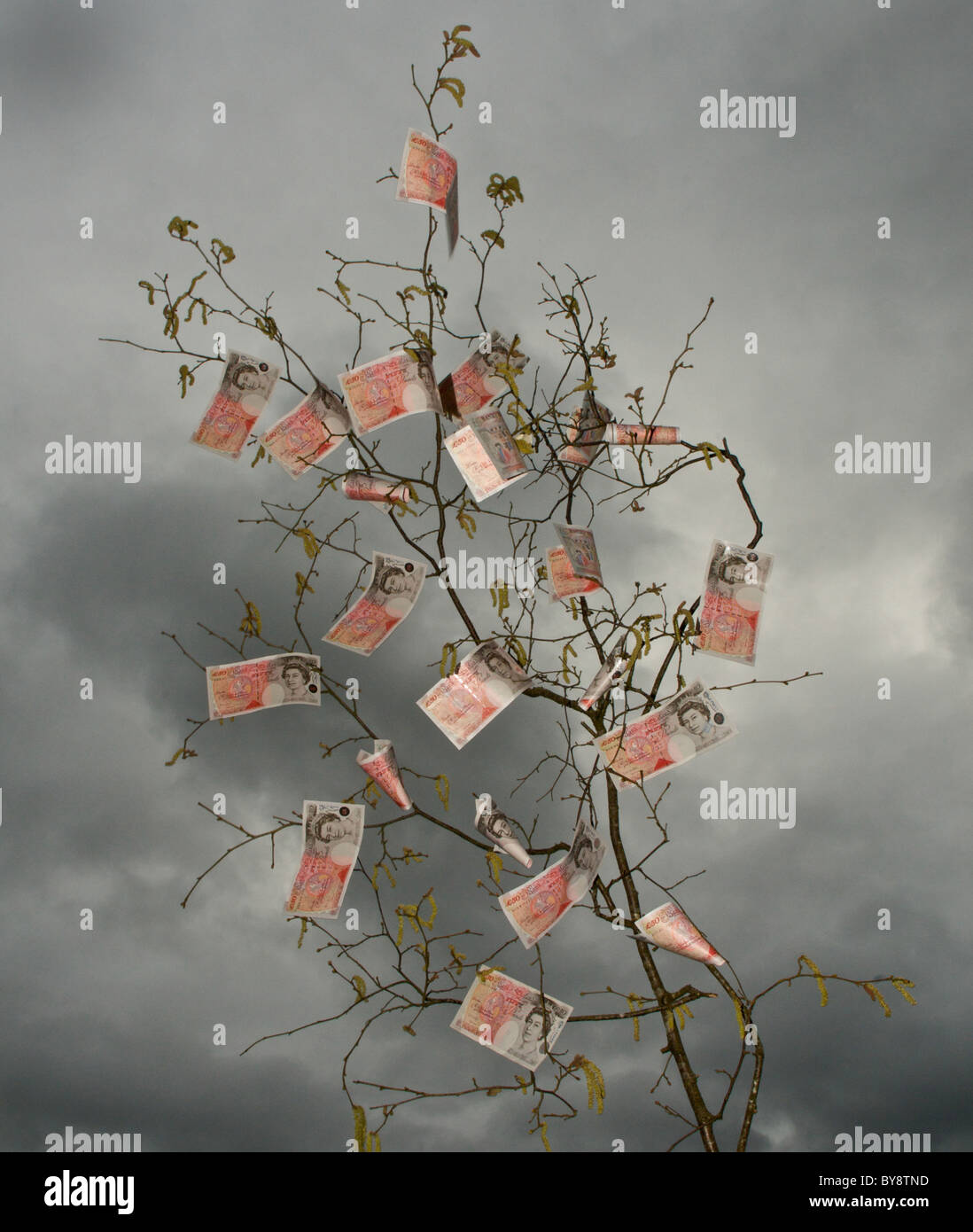 Easy Growing Trees High Resolution Stock Photography and Images - Alamy