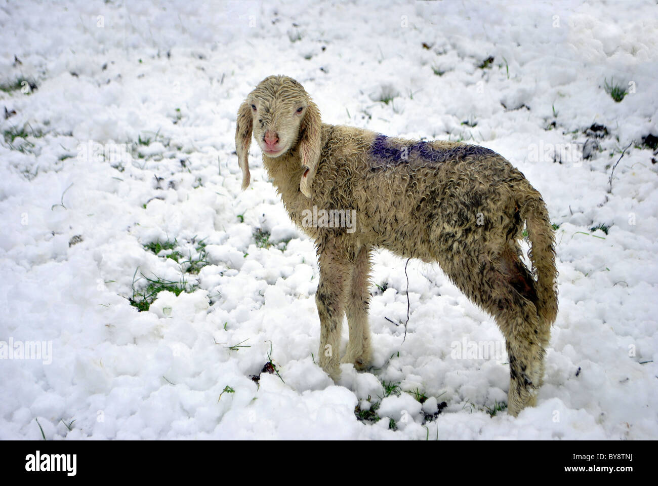 Sheep in the snow during the cold winter Stock Photo - Alamy