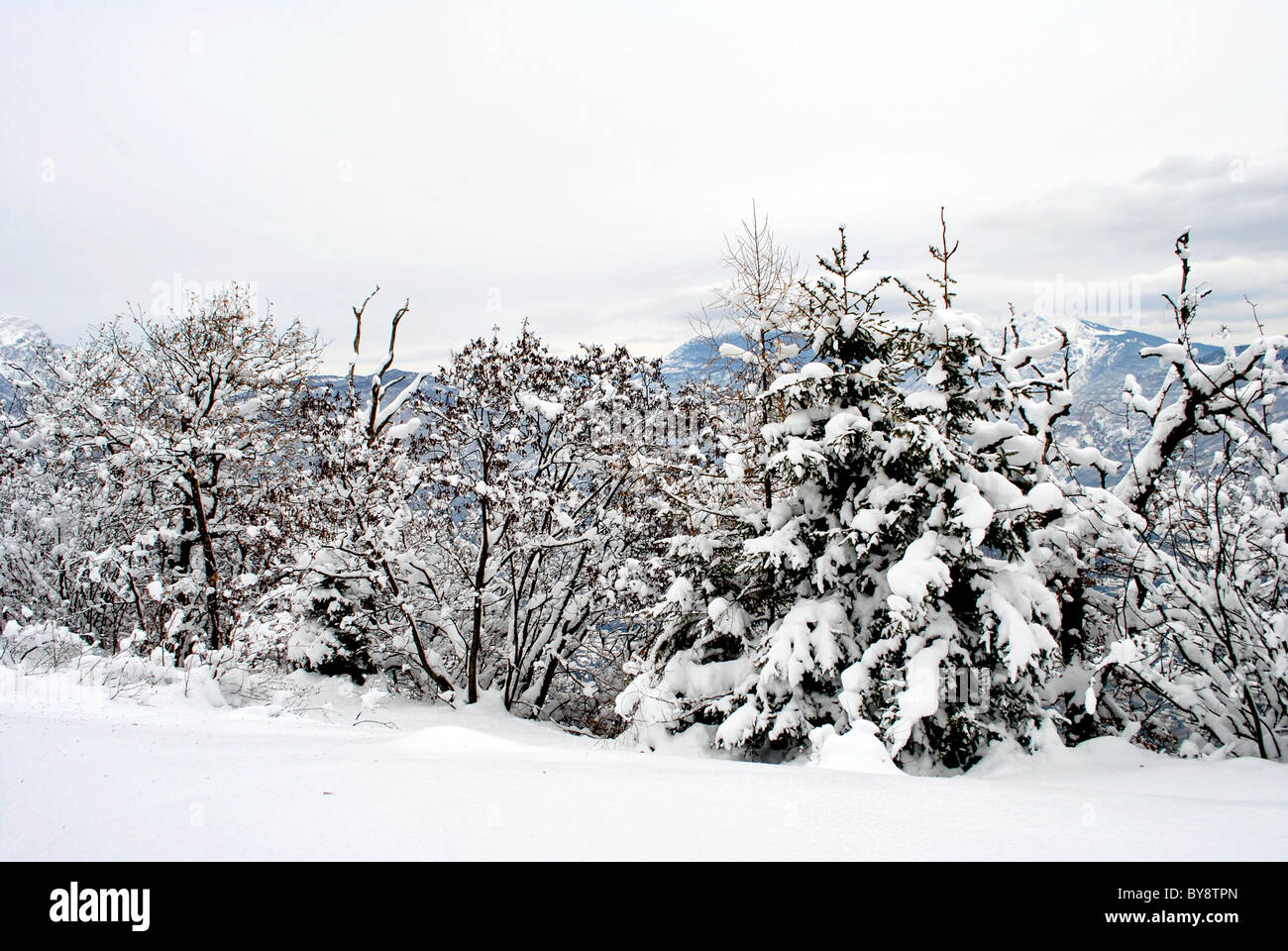 trees in a snow storm Stock Photo - Alamy