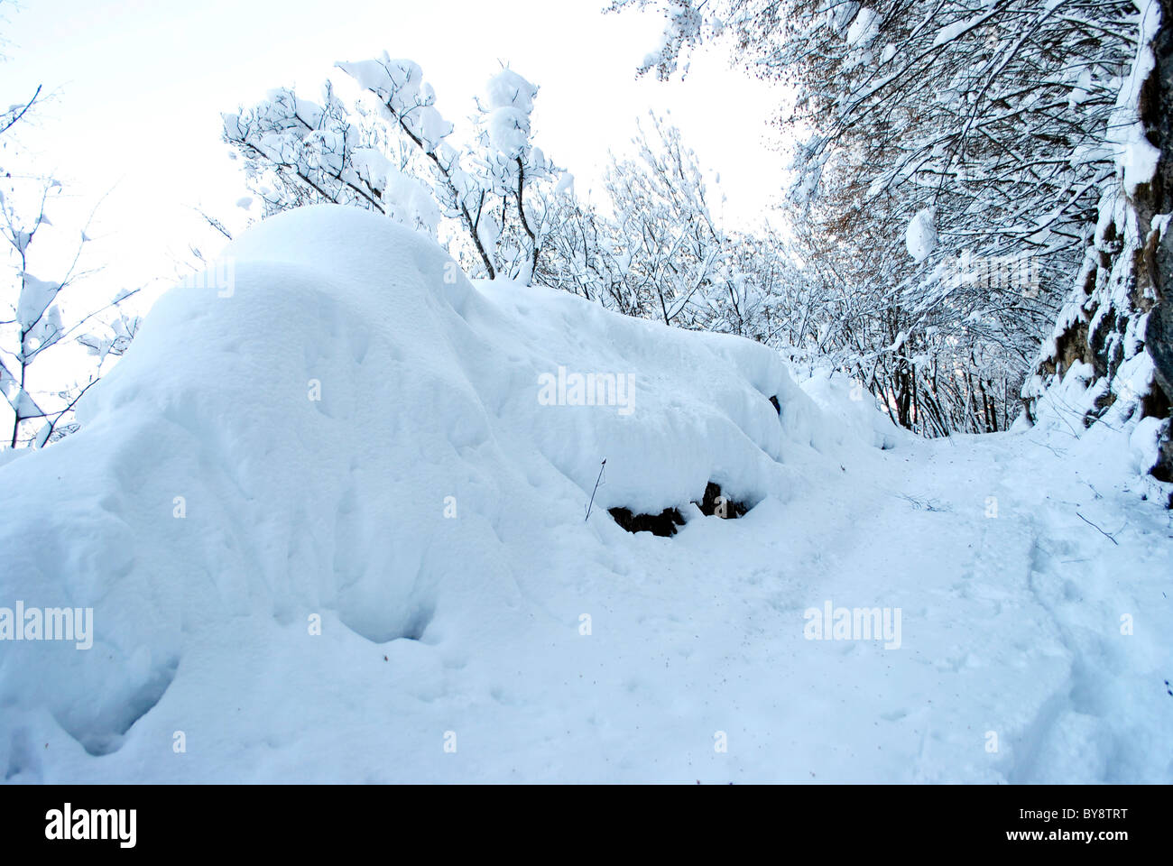 winter landscape with snow-blanketed forest Stock Photo - Alamy