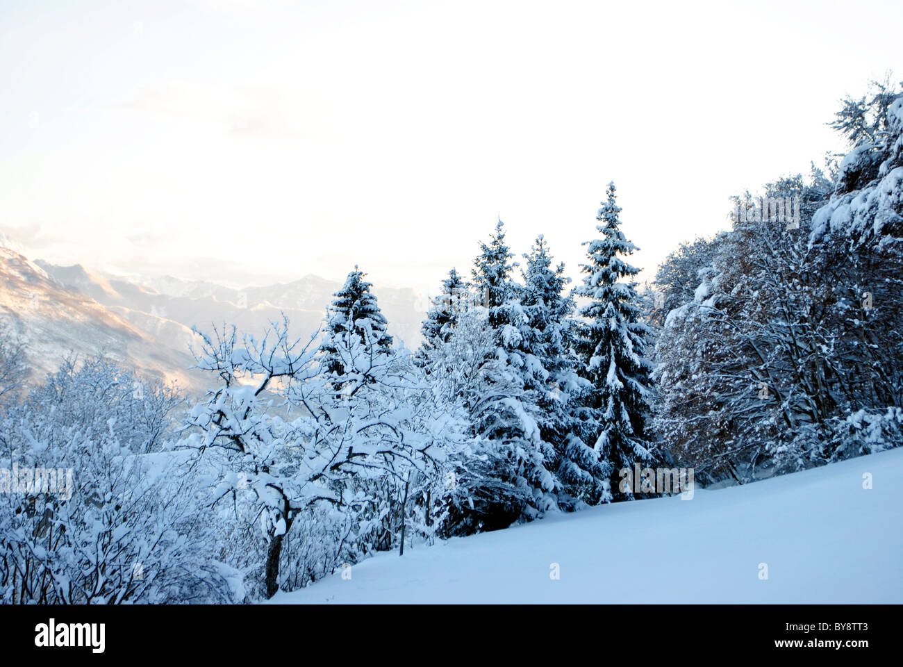 winter landscape with snow-blanketed forest Stock Photo - Alamy