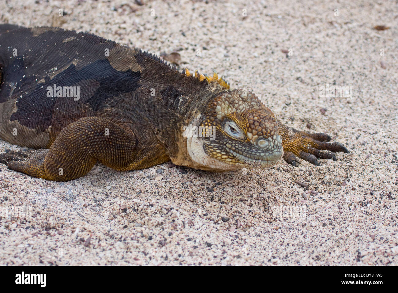 Land Iguana Conolophus subcristatus North Seymor The Galapagos Islands ...