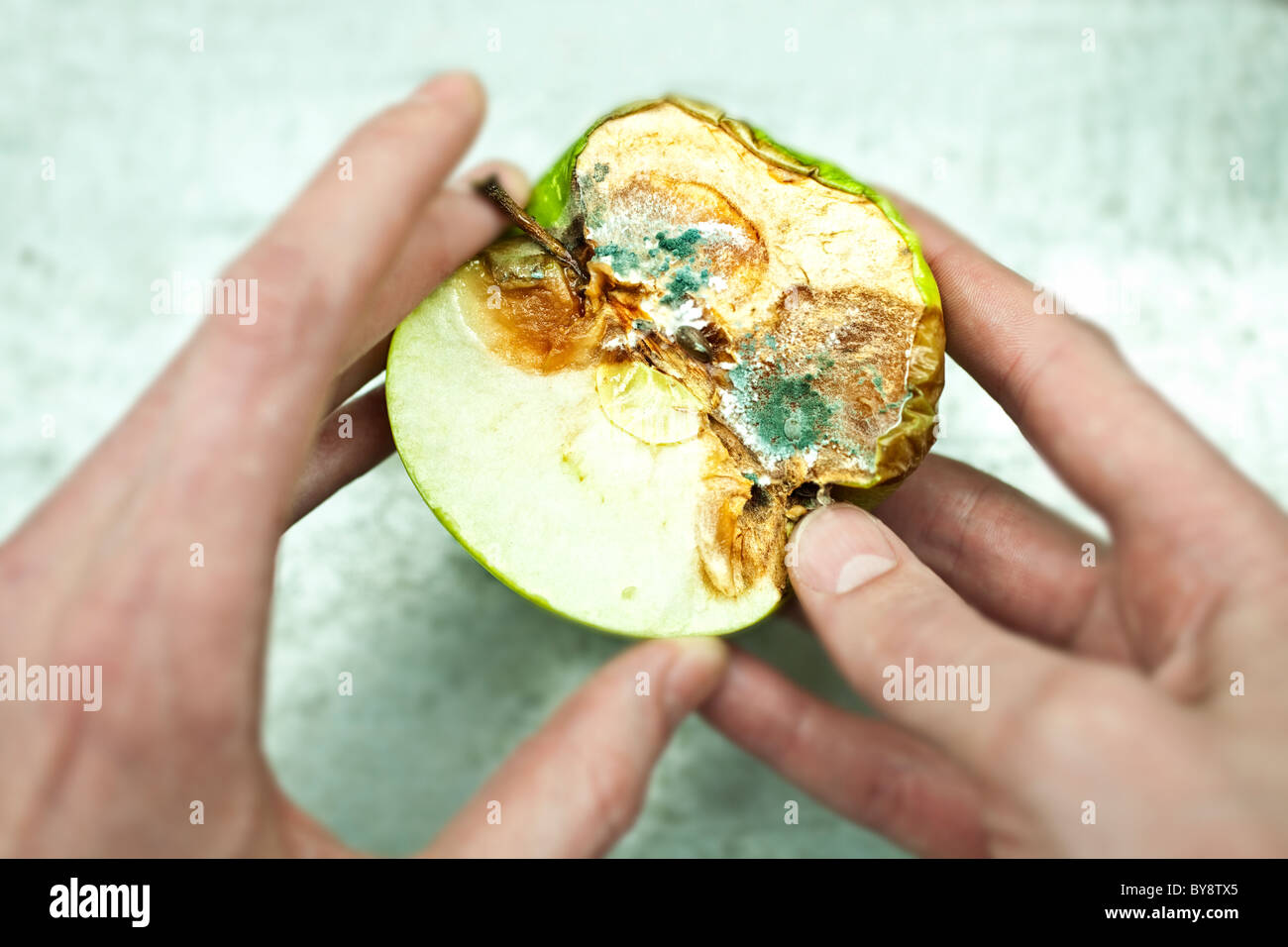 Rotten apple green with mold in a human hands on a background of metal ...