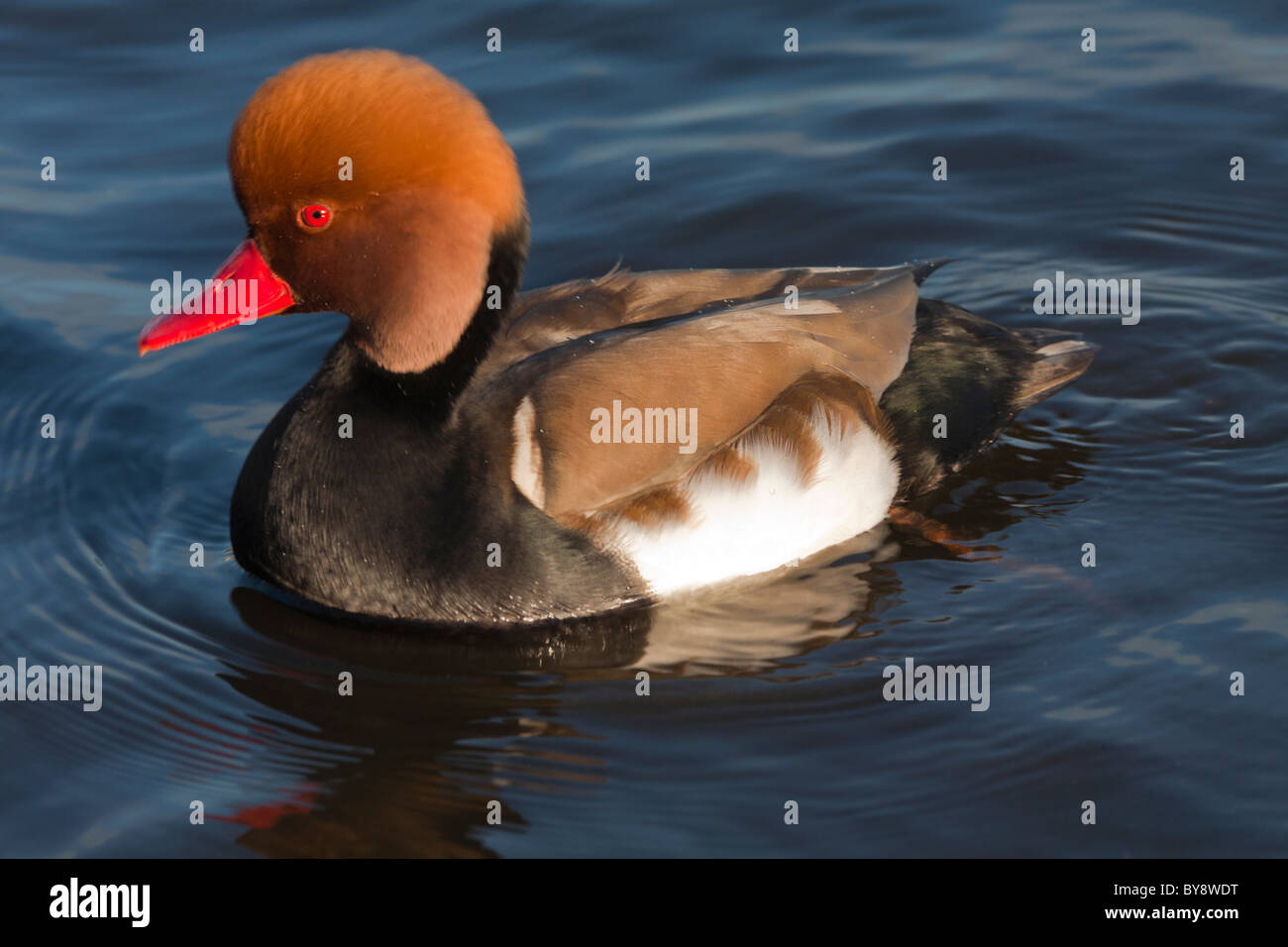 Male crested duck hi-res stock photography and images - Alamy