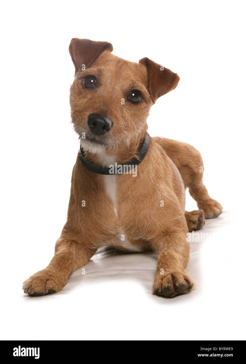 Patterdale terrier hi-res stock photography and images - Alamy