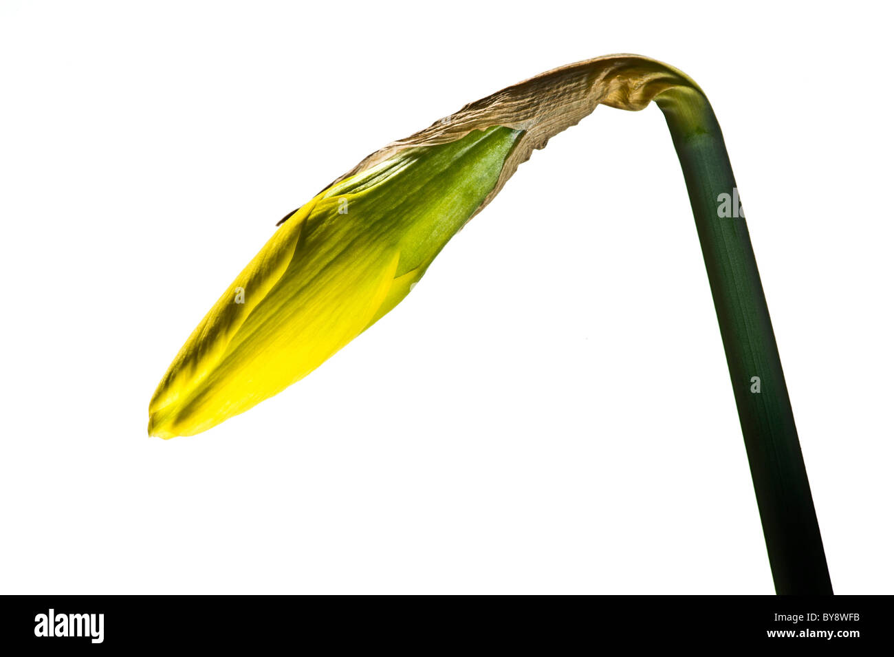Side view of yellow daffodil bud on a white background Stock Photo - Alamy